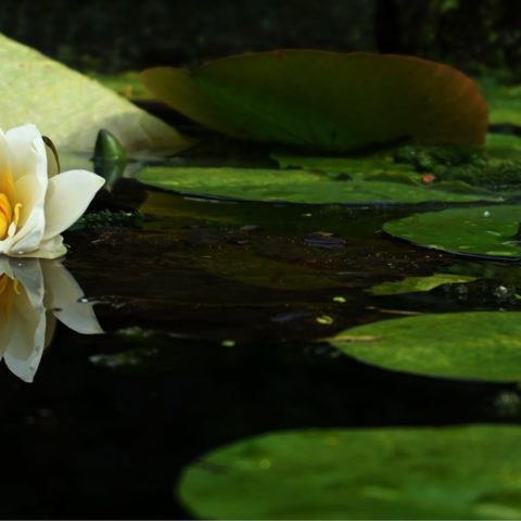 Aquatic Plants – Ziegler's Ponds and Aquatic Nursery